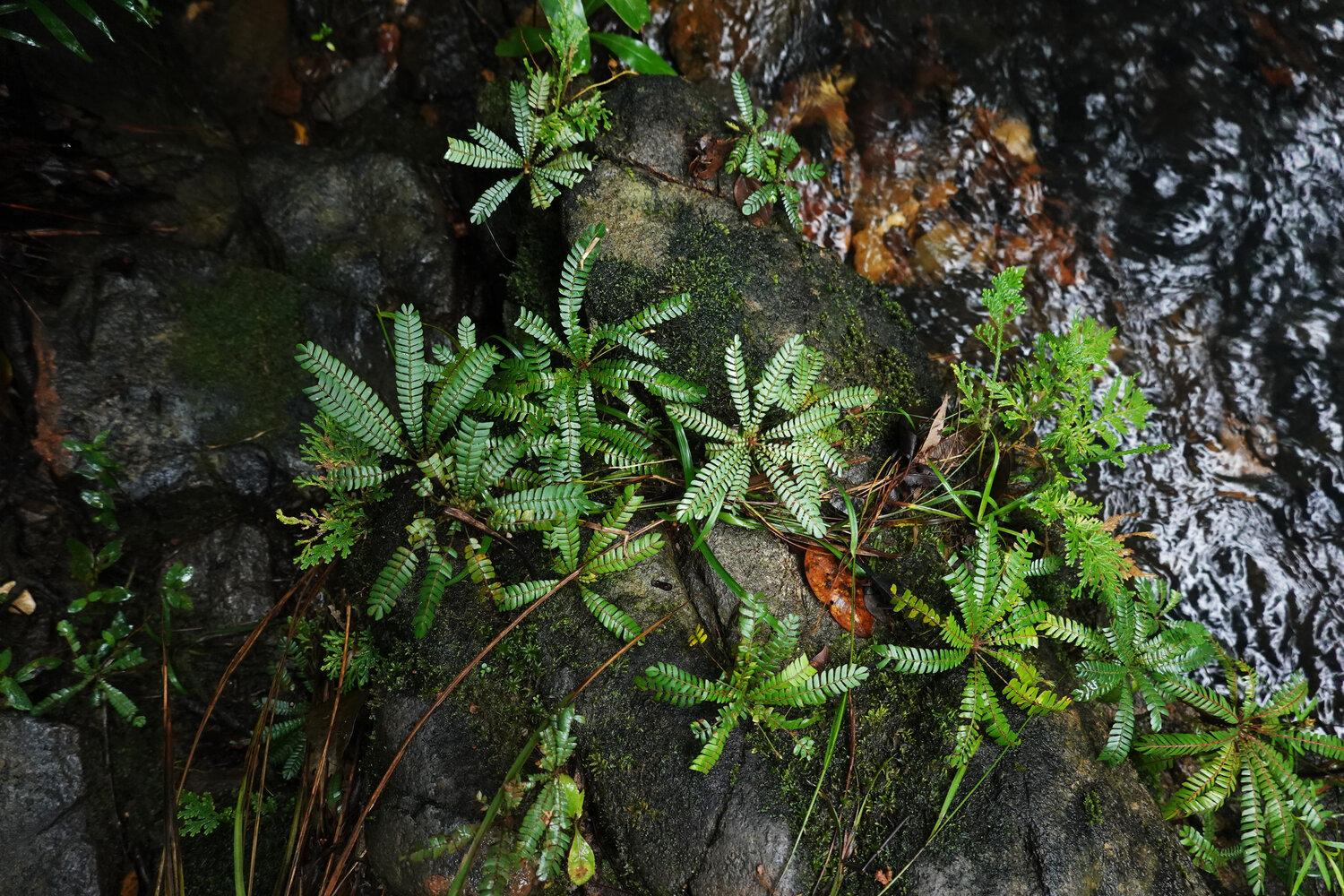 Aquatics and Rheophytes 2 | Page 8 | Vertical Garden Patrick Blanc