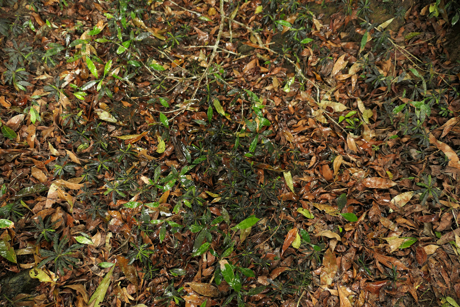 Forest Understory 2 | Page 2 | Vertical Garden Patrick Blanc