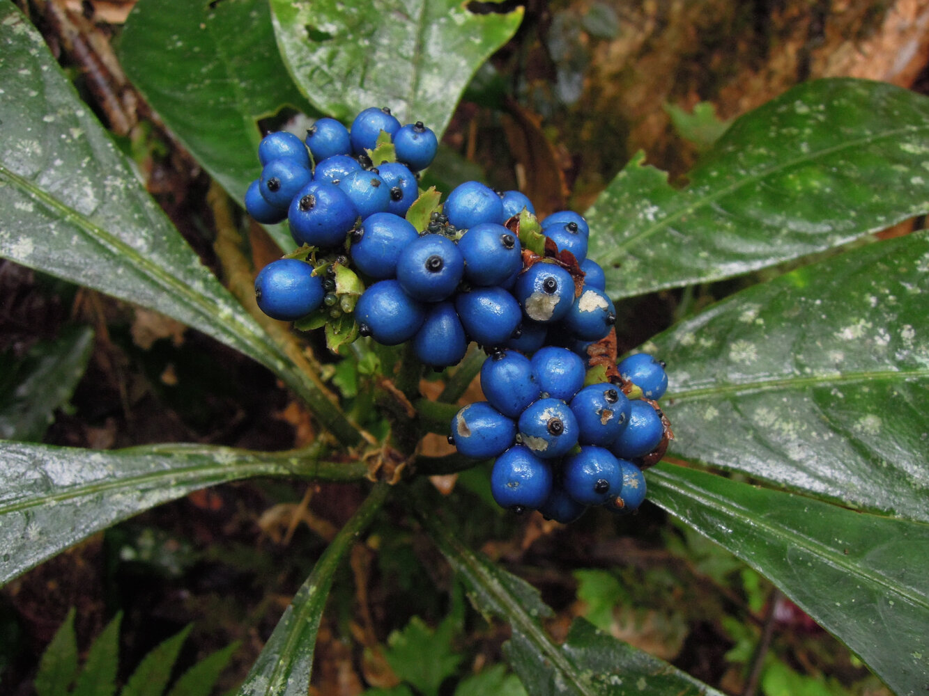Fruits, Seeds and Spores | Vertical Garden Patrick Blanc