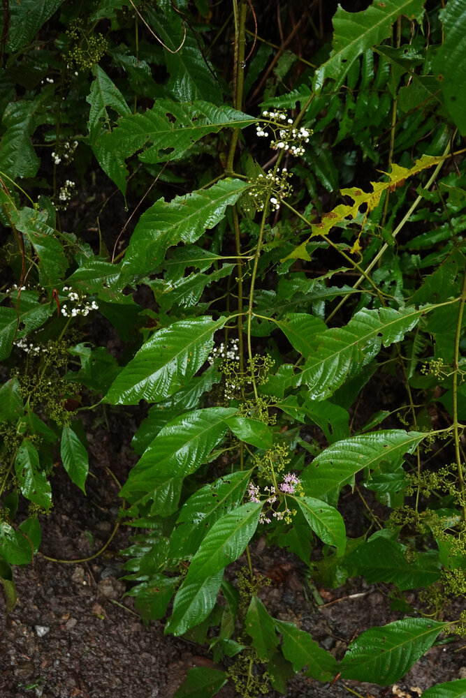 Milieux ouverts | Page 13 | Vertical Garden Patrick Blanc