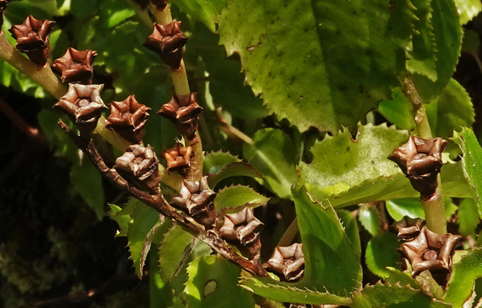 Fruits, Graines et Spores | Page 7 | Vertical Garden Patrick Blanc