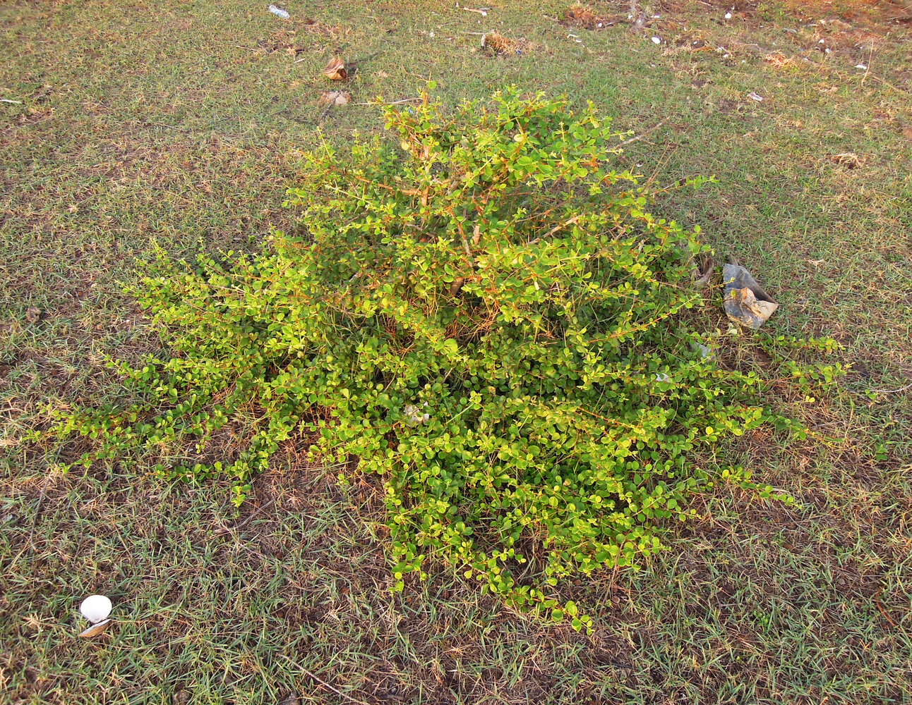 Architectures végétales | Page 7 | Vertical Garden Patrick Blanc