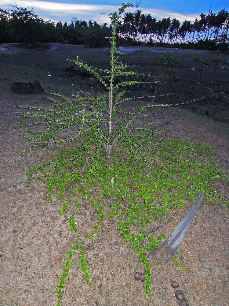 Architectures végétales | Page 7 | Vertical Garden Patrick Blanc