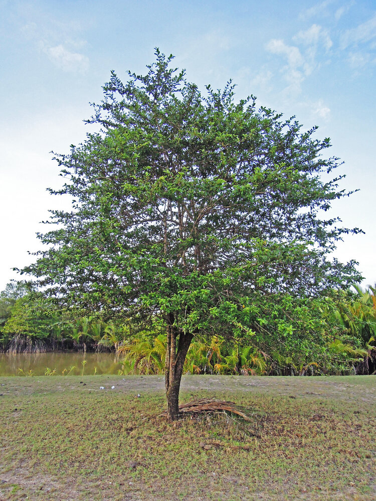 Architectures végétales | Page 7 | Vertical Garden Patrick Blanc