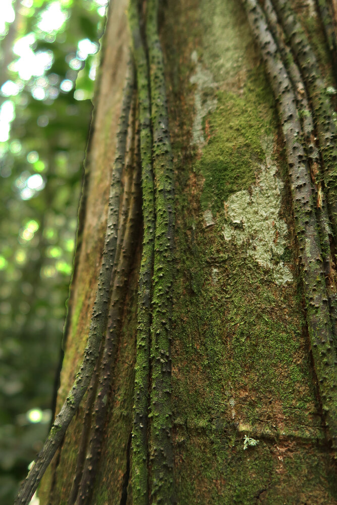 Forest Understory 2 | Page 2 | Vertical Garden Patrick Blanc