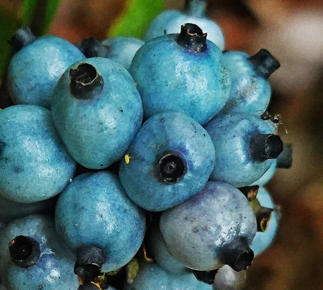 Fruits, Graines et Spores | Page 2 | Vertical Garden Patrick Blanc