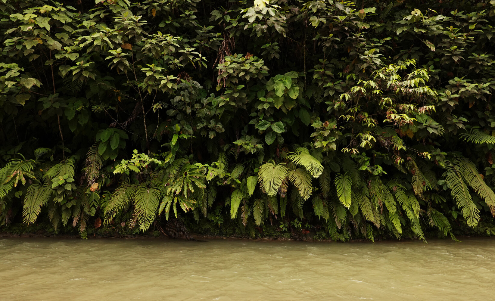 Aquatics and Rheophytes 2 | Page 6 | Vertical Garden Patrick Blanc