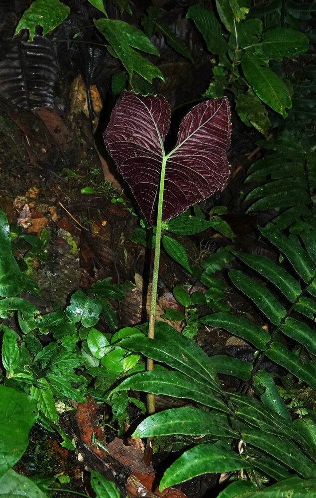 FOREST UNDERSTORY 4 | Page 5 | Vertical Garden Patrick Blanc