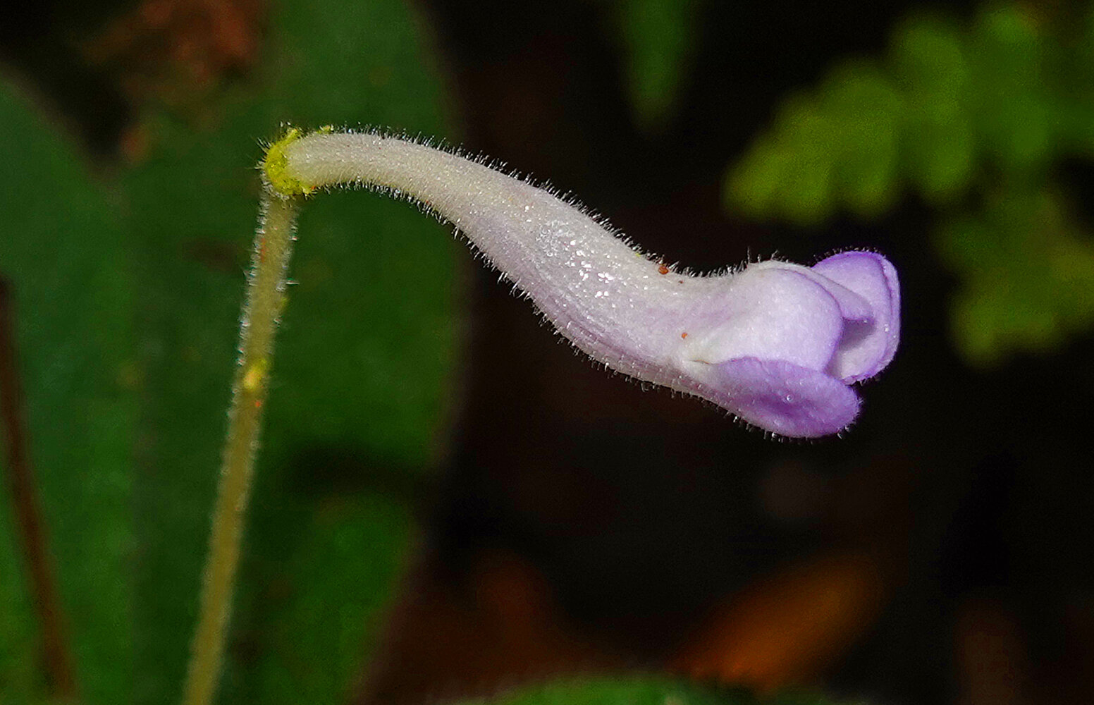 Forest Understory 7 | Vertical Garden Patrick Blanc