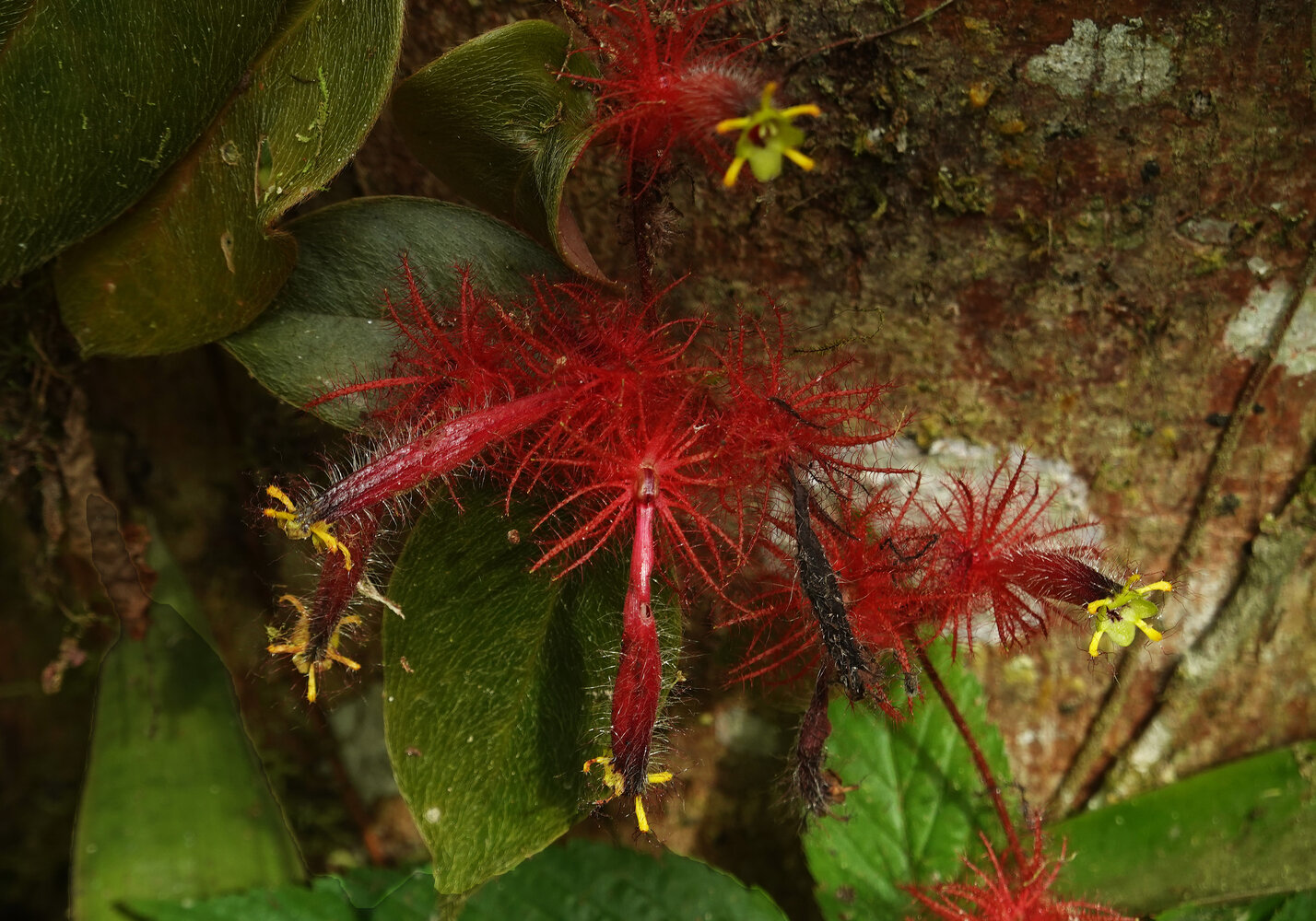 EPIPHYTES 2 | Page 6 | Vertical Garden Patrick Blanc