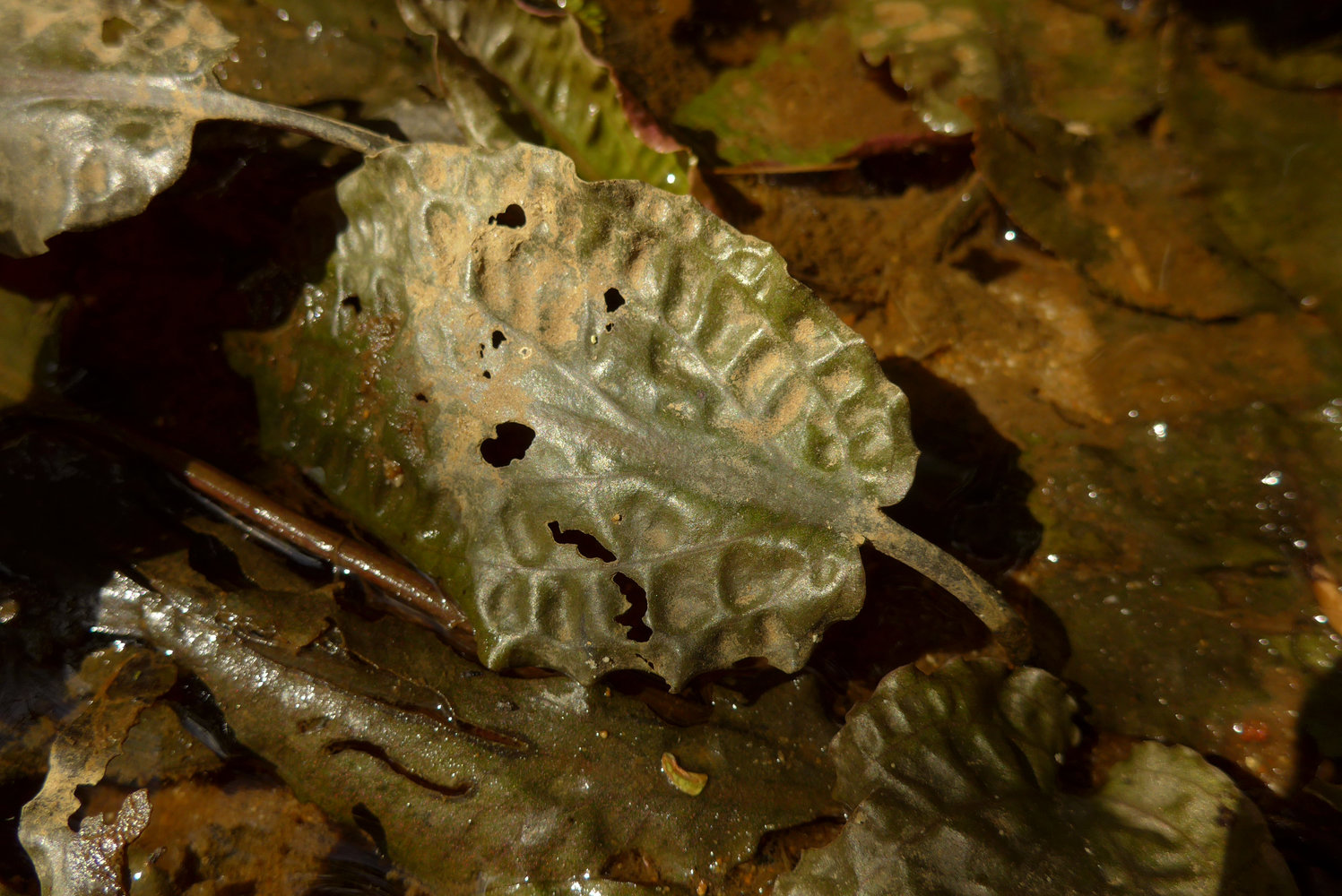 Couleurs et structures des feuilles | Page 9 | Vertical Garden Patrick ...