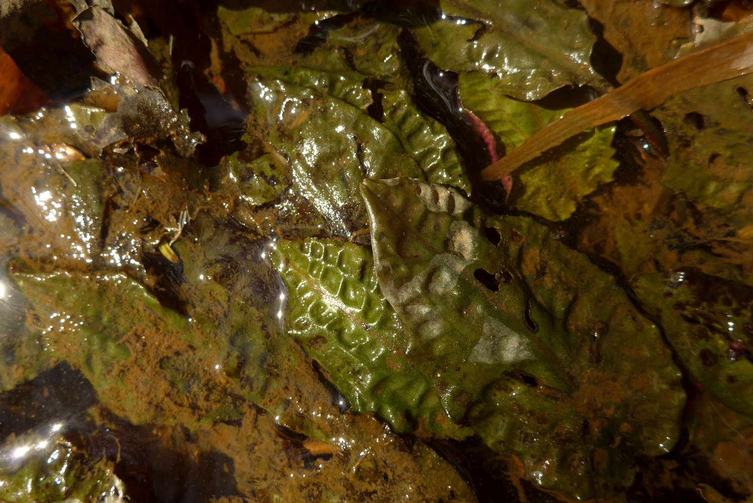 Couleurs et structures des feuilles | Page 9 | Vertical Garden Patrick ...