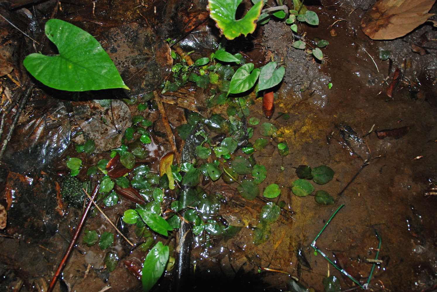 Aquatics and Rheophytes 2 | Page 4 | Vertical Garden Patrick Blanc