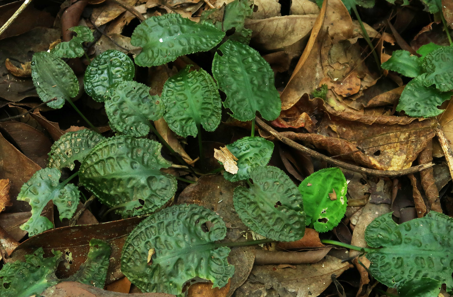 Aquatics and Rheophytes 2 | Page 3 | Vertical Garden Patrick Blanc