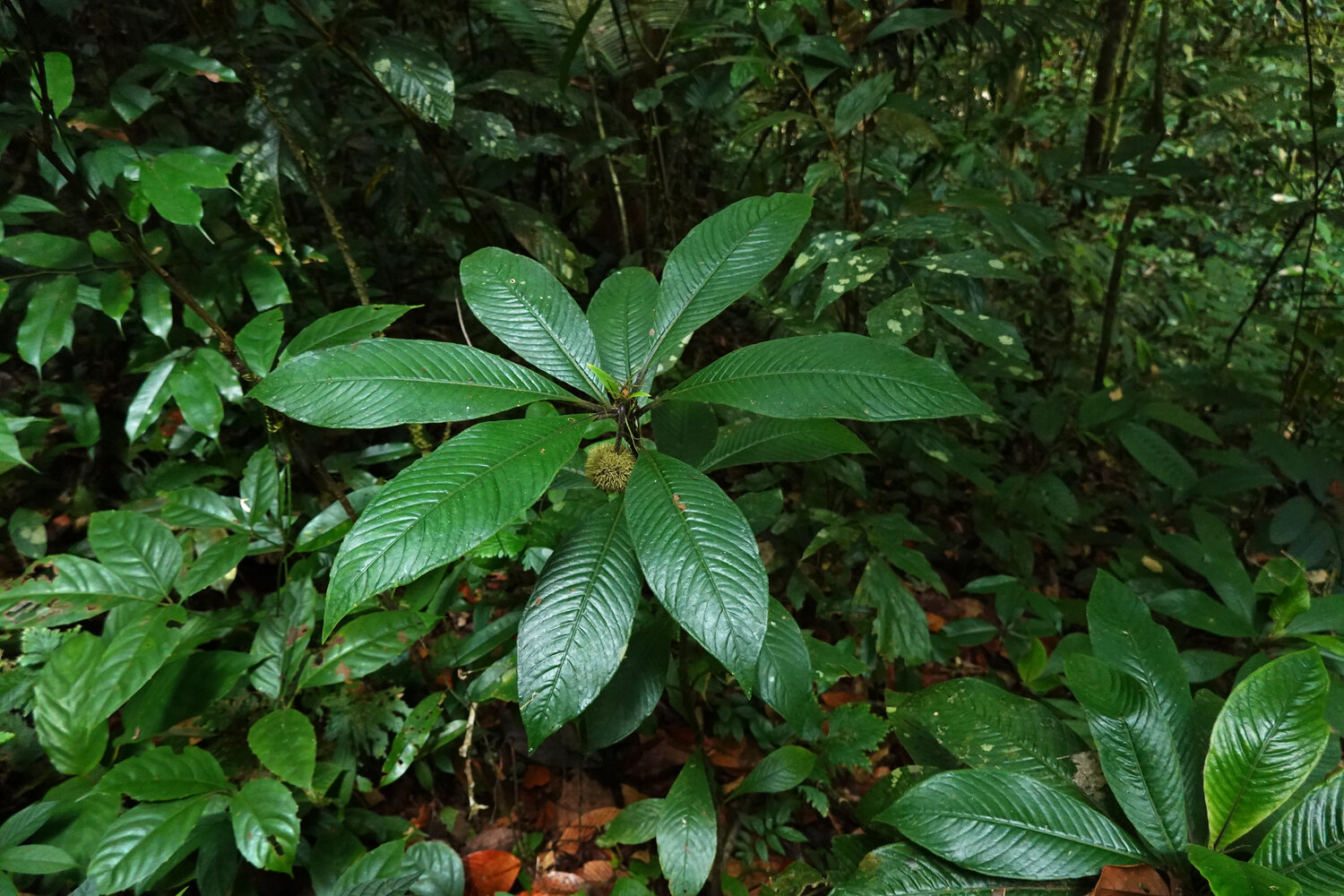 Forest Understory 6 | Page 2 | Vertical Garden Patrick Blanc
