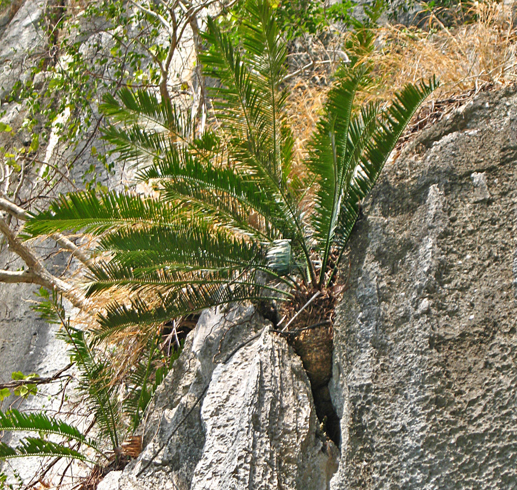 Reliefs karstiques | Page 2 | Vertical Garden Patrick Blanc