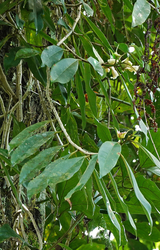 EPIPHYTES 2 | Page 9 | Vertical Garden Patrick Blanc