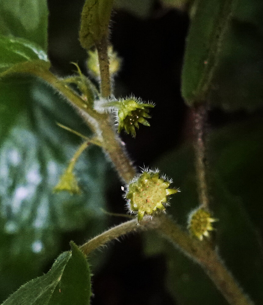FOREST UNDERSTORY 4 | Page 3 | Vertical Garden Patrick Blanc