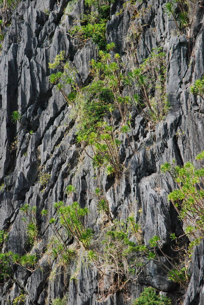 Reliefs karstiques | Page 9 | Vertical Garden Patrick Blanc