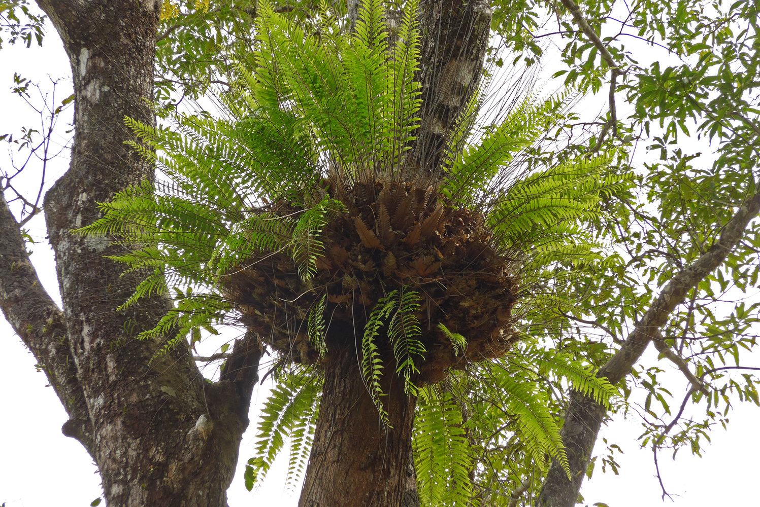 Epiphytes | Page 8 | Vertical Garden Patrick Blanc