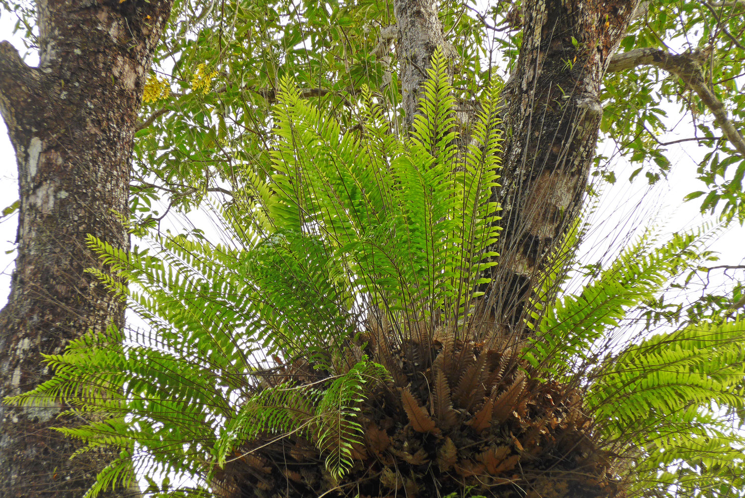 Epiphytes | Page 8 | Vertical Garden Patrick Blanc