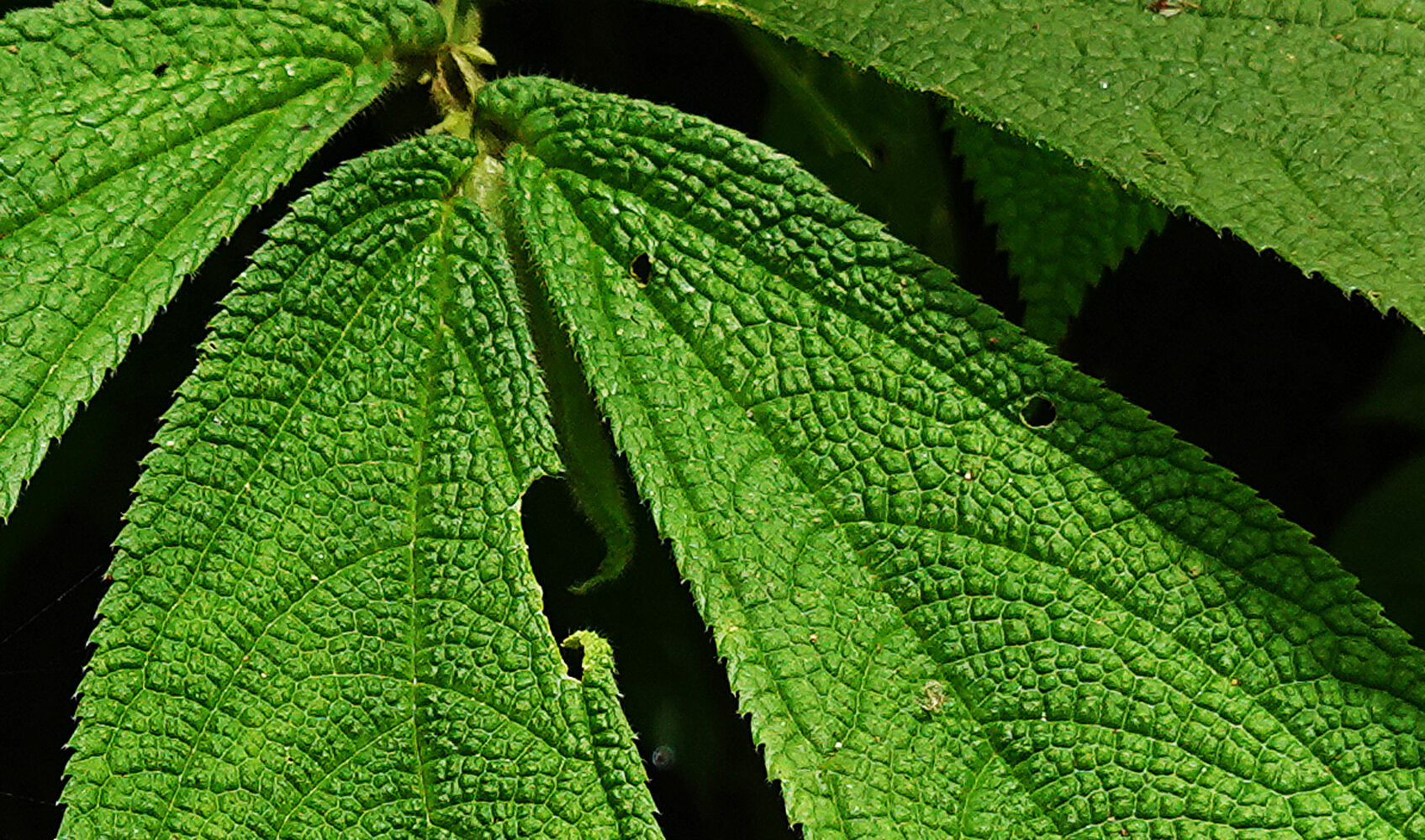 Forest Understory 6 | Page 3 | Vertical Garden Patrick Blanc