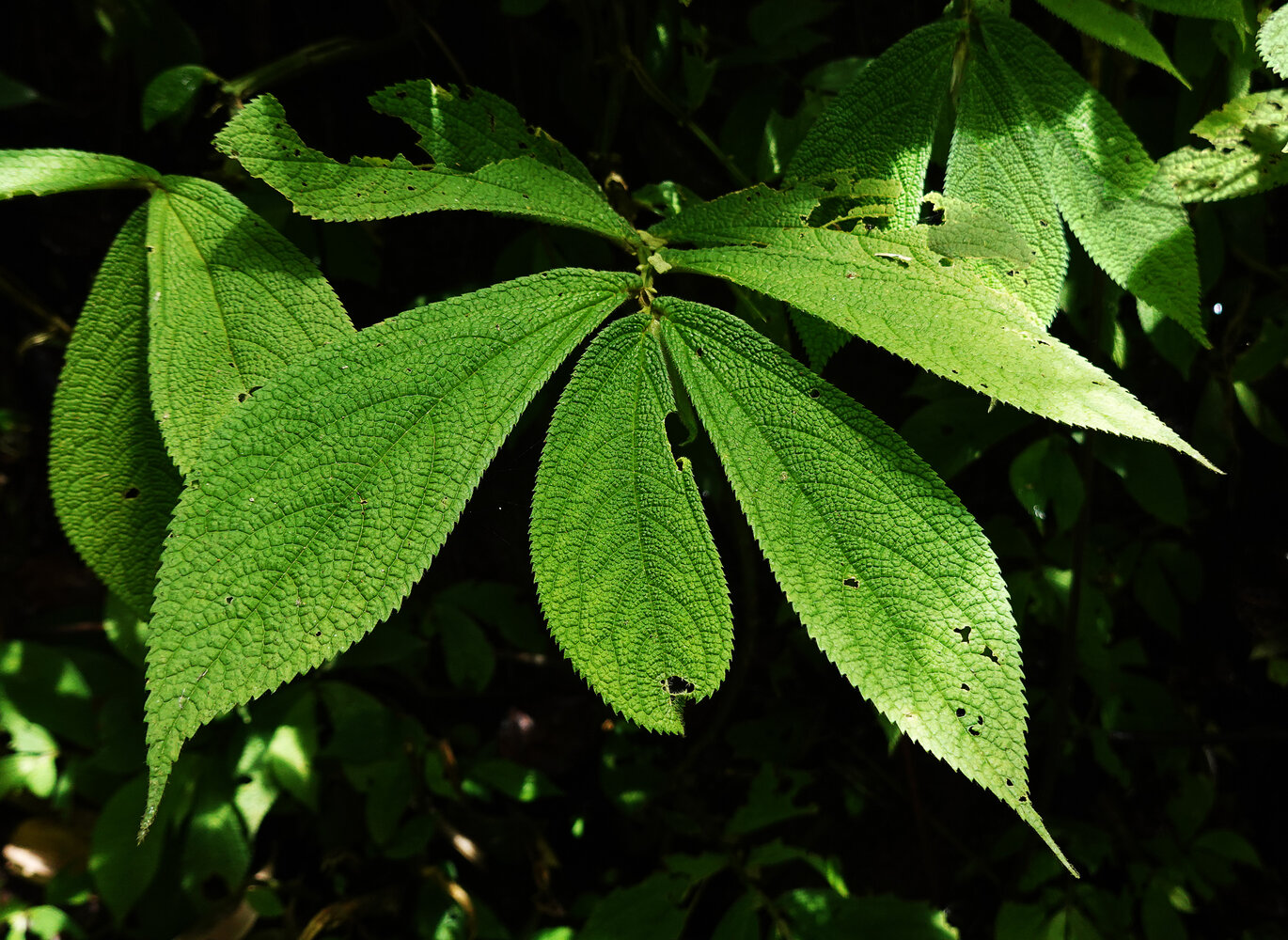 Forest Understory 6 | Page 3 | Vertical Garden Patrick Blanc