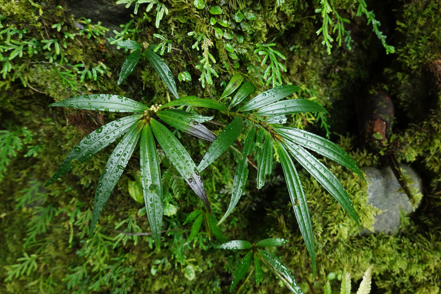 Aquatics and Rheophytes 2 | Page 6 | Vertical Garden Patrick Blanc
