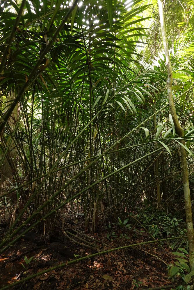 Aquatics and Rheophytes 2 | Page 5 | Vertical Garden Patrick Blanc