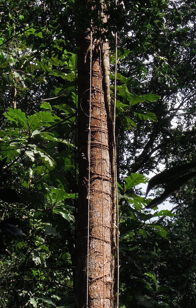 Root systems | Vertical Garden Patrick Blanc