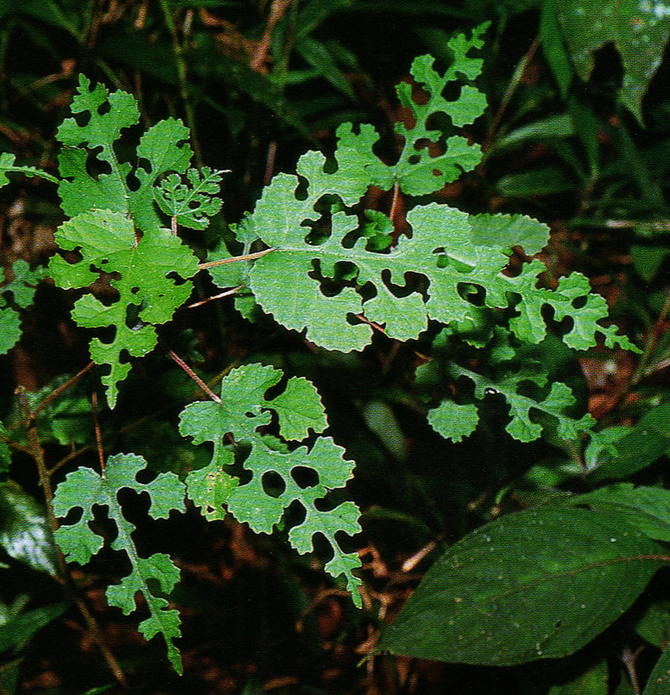 Couleurs et structures des feuilles | Page 11 | Vertical Garden Patrick ...
