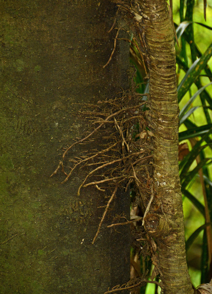 Root systems | Vertical Garden Patrick Blanc