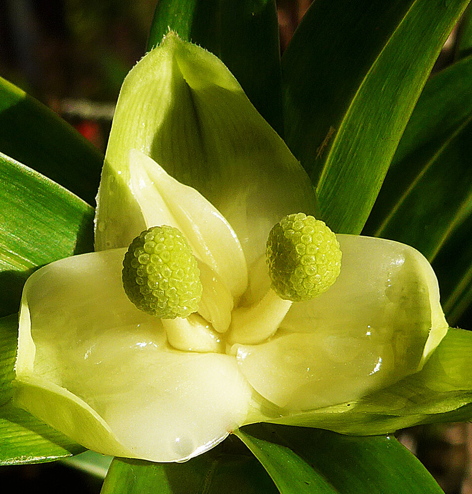 FOREST UNDERSTORY 4 | Page 12 | Vertical Garden Patrick Blanc