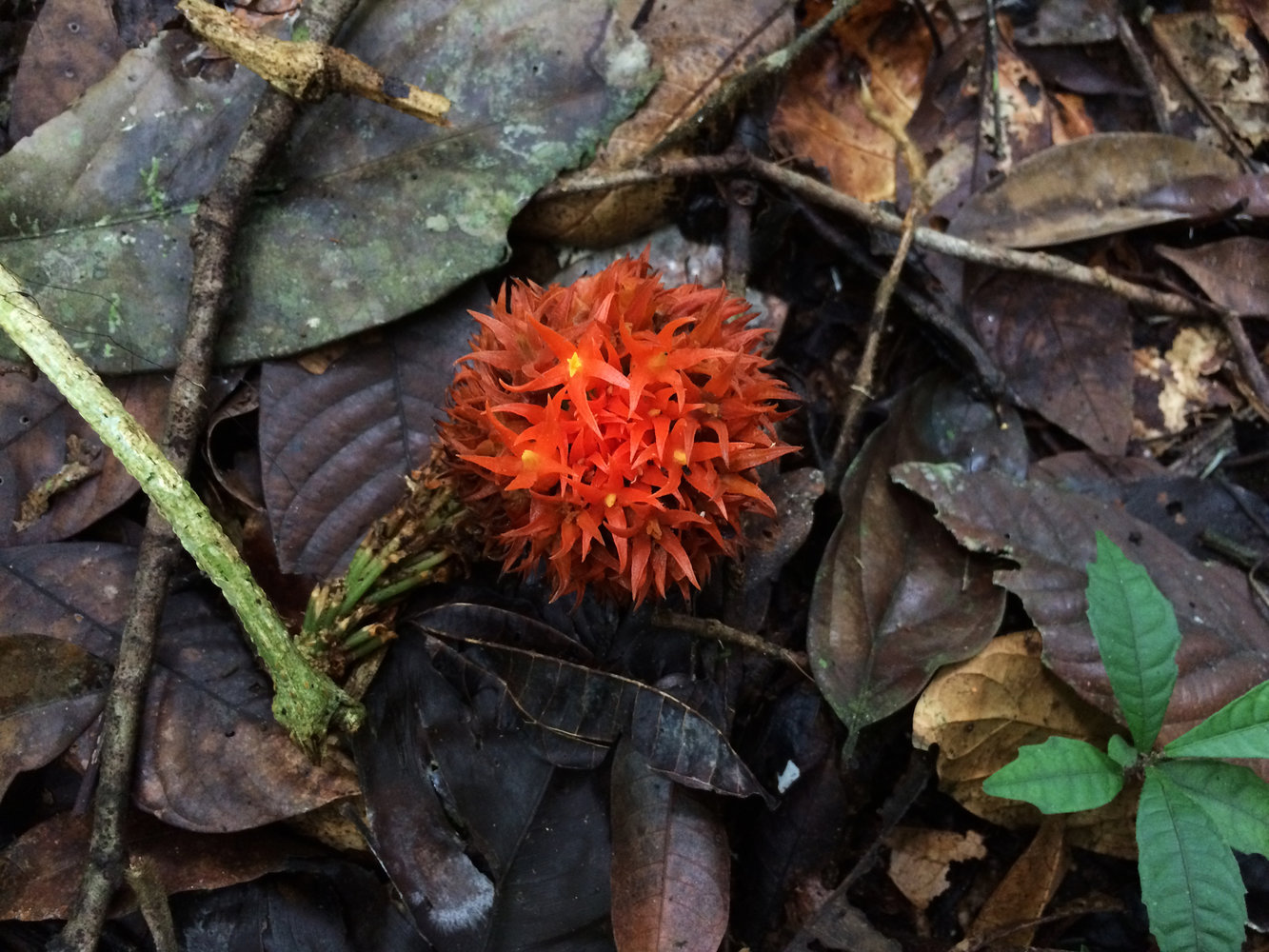 Flowers | Page 7 | Vertical Garden Patrick Blanc