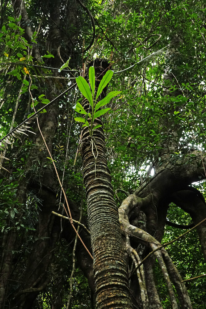 EPIPHYTES 2 | Page 5 | Vertical Garden Patrick Blanc