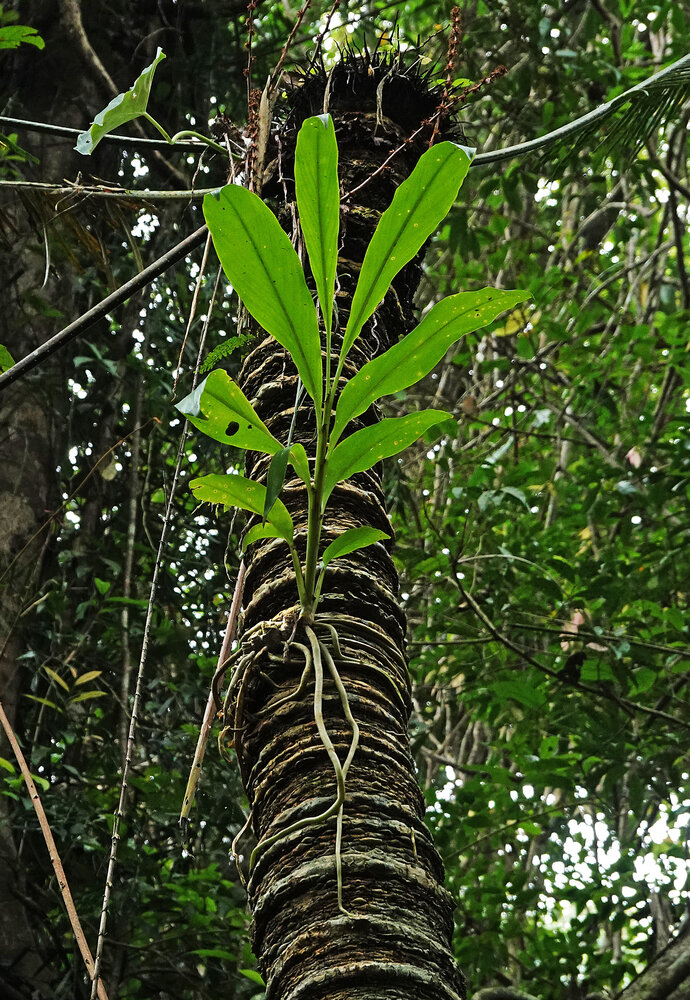 EPIPHYTES 2 | Page 5 | Vertical Garden Patrick Blanc