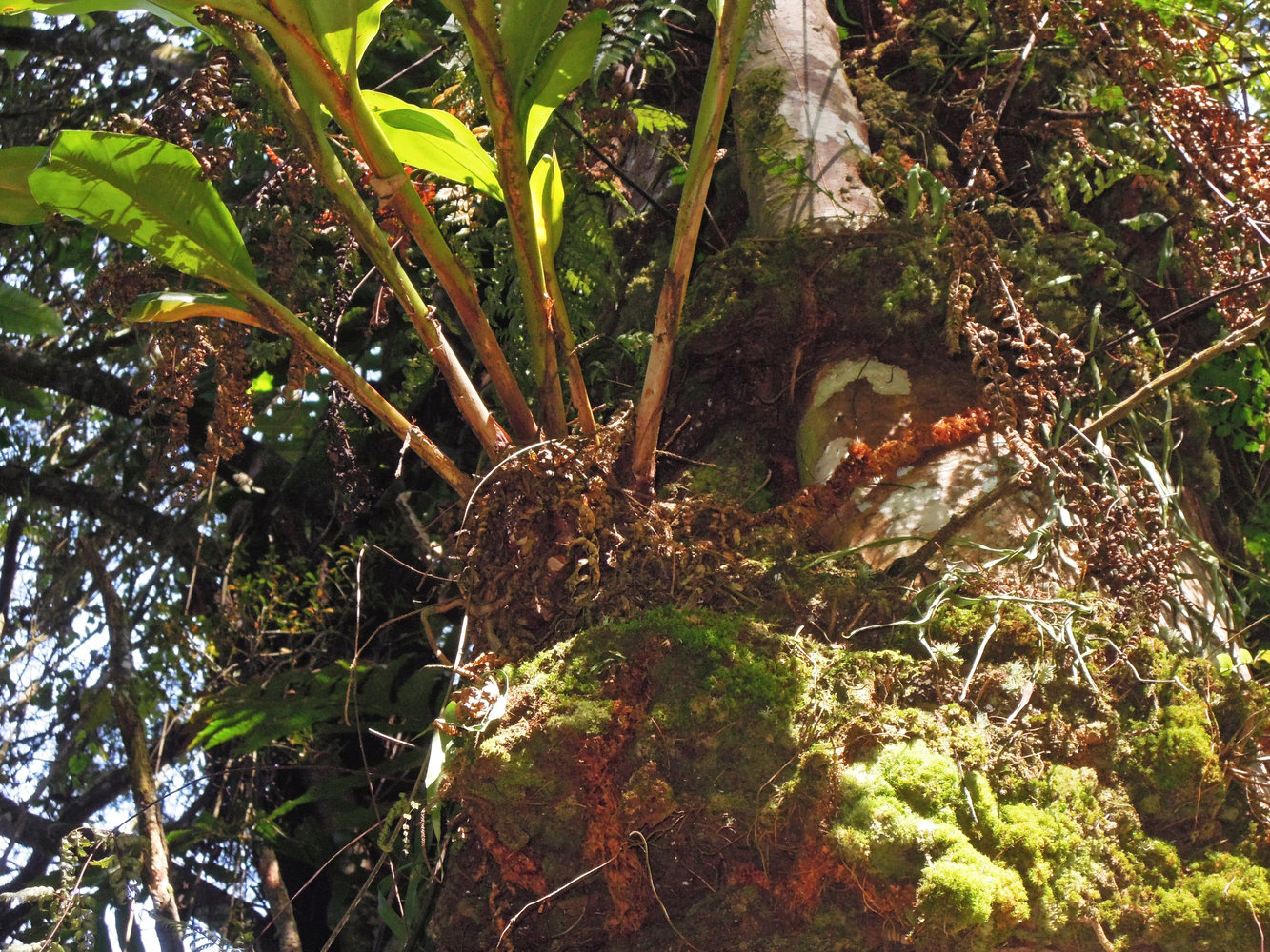 Epiphytic Roots