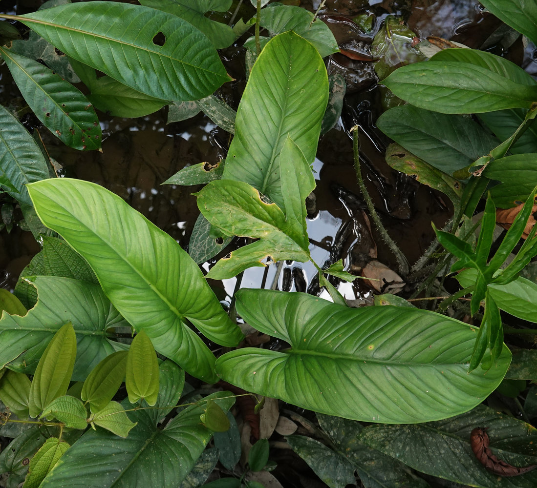 Aquatics and Rheophytes 2 | Page 4 | Vertical Garden Patrick Blanc