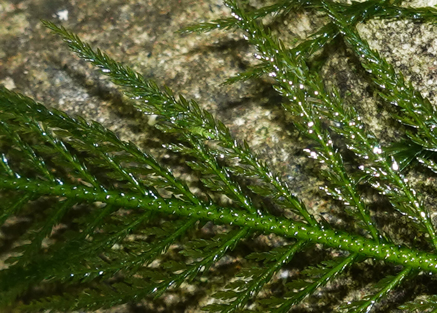 Aquatics and Rheophytes 2 | Page 11 | Vertical Garden Patrick Blanc