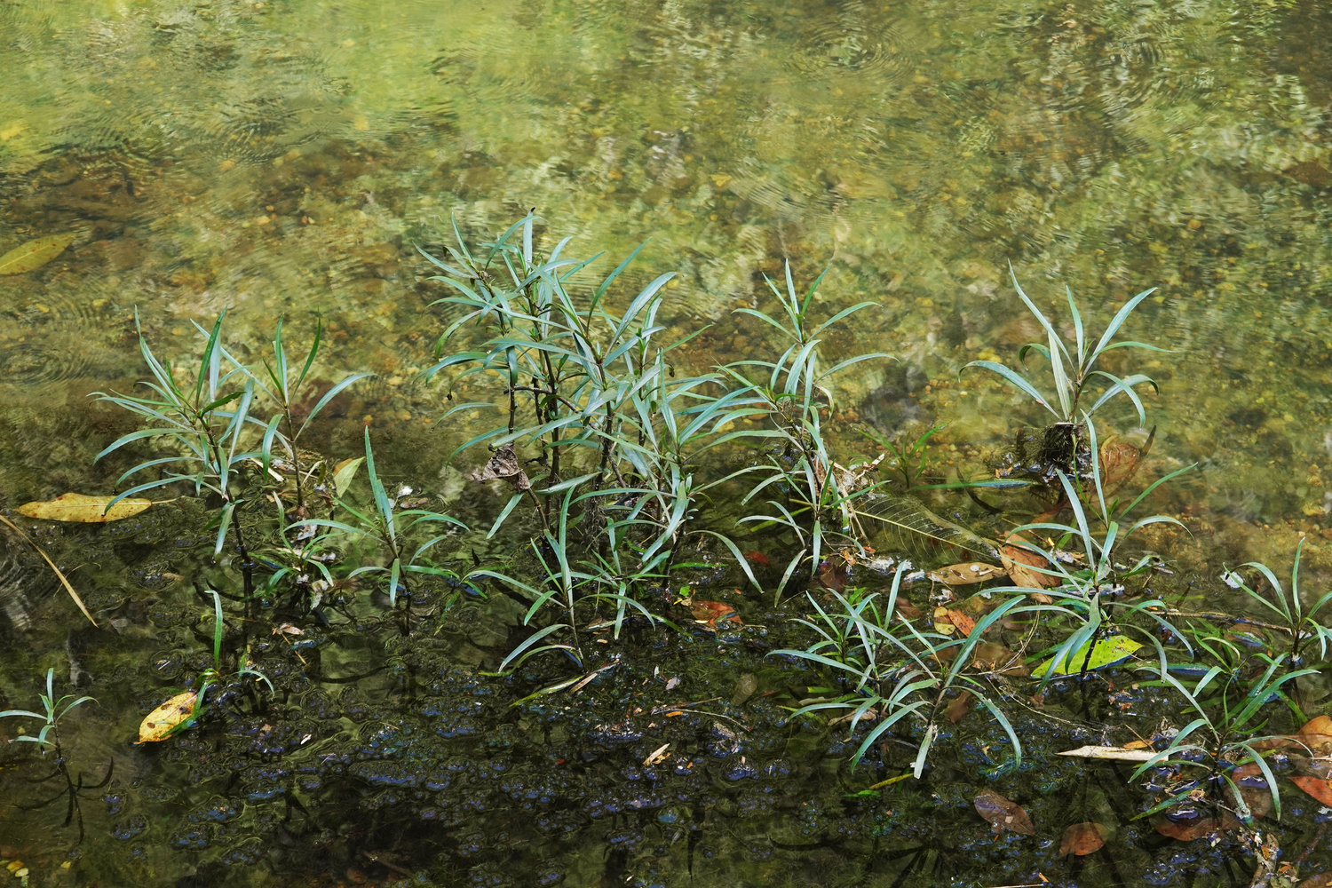Aquatics and Rheophytes 2 | Page 7 | Vertical Garden Patrick Blanc