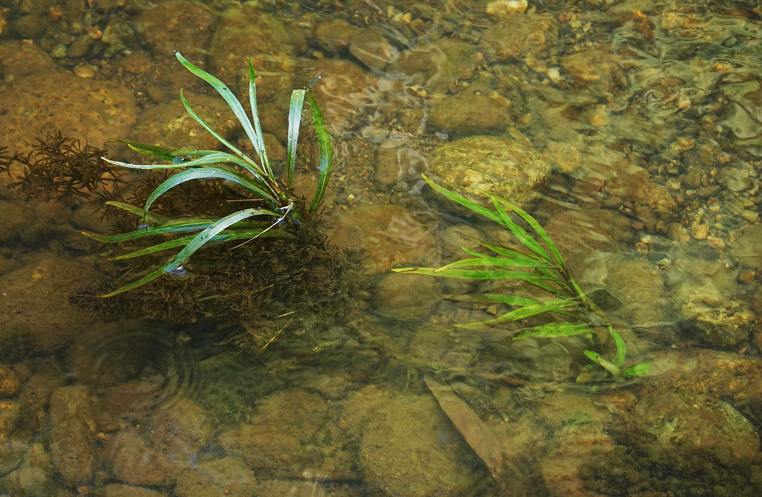 Aquatics and Rheophytes 2 | Page 7 | Vertical Garden Patrick Blanc