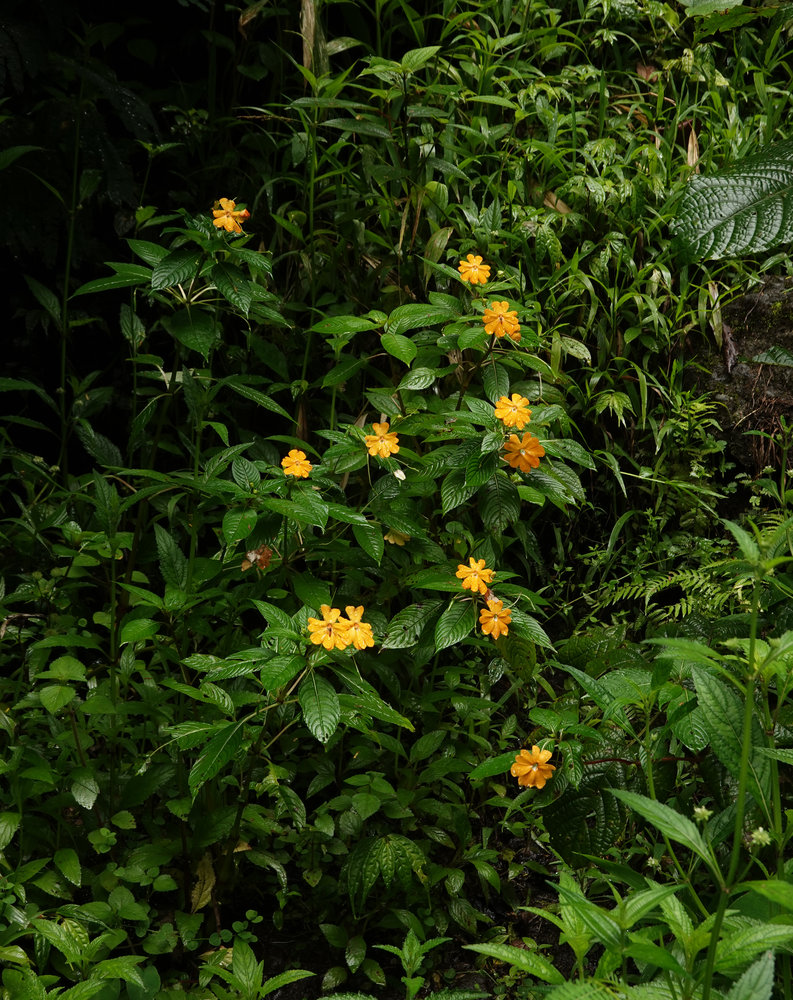 Flowers 2 | Vertical Garden Patrick Blanc
