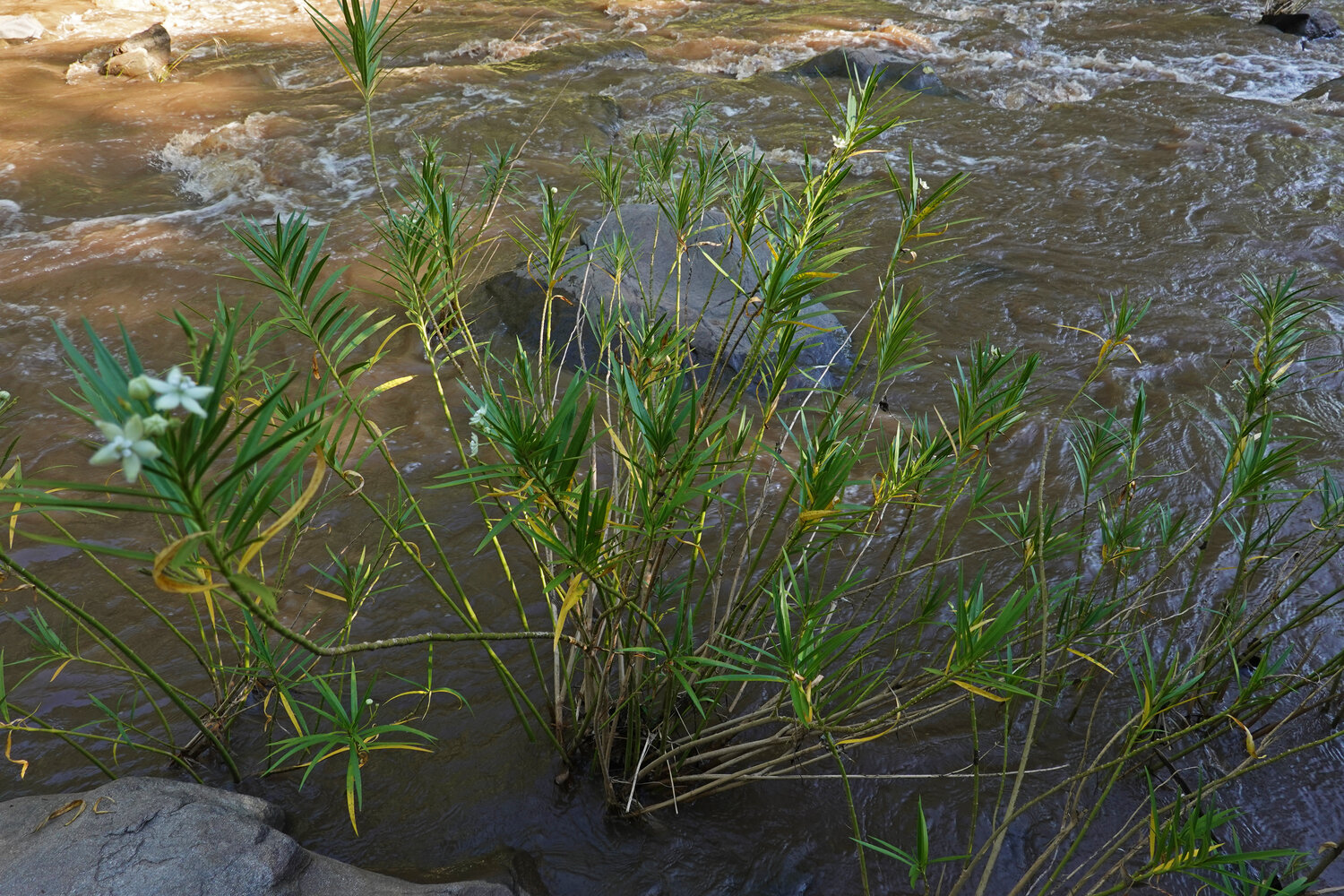 Aquatics and Rheophytes 2 | Page 10 | Vertical Garden Patrick Blanc