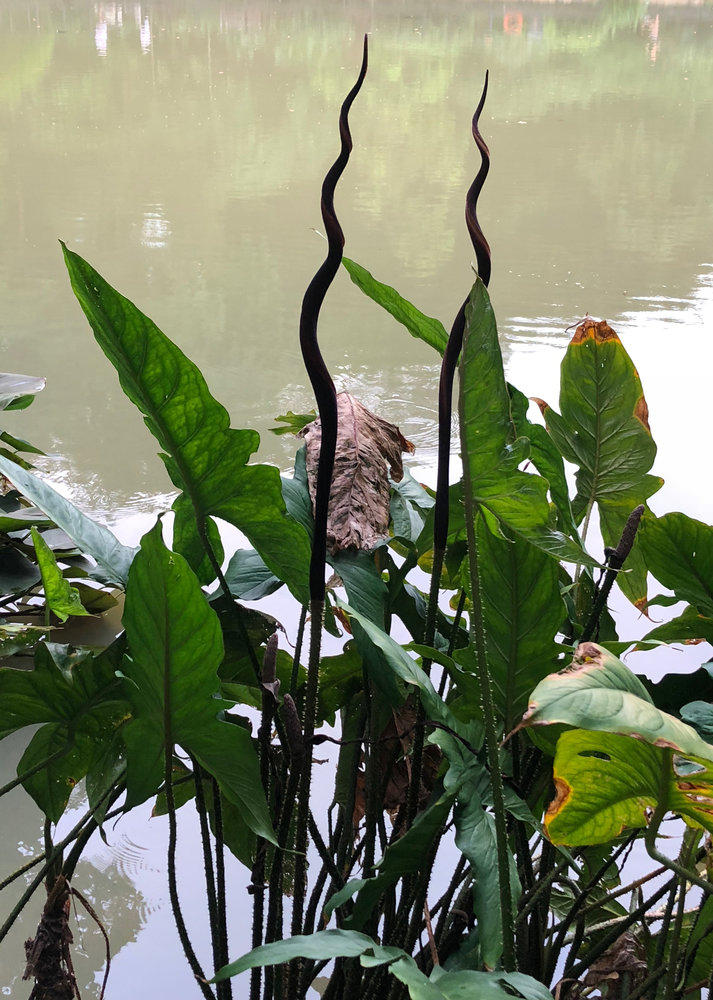 Aquatics and Rheophytes 2 | Page 5 | Vertical Garden Patrick Blanc