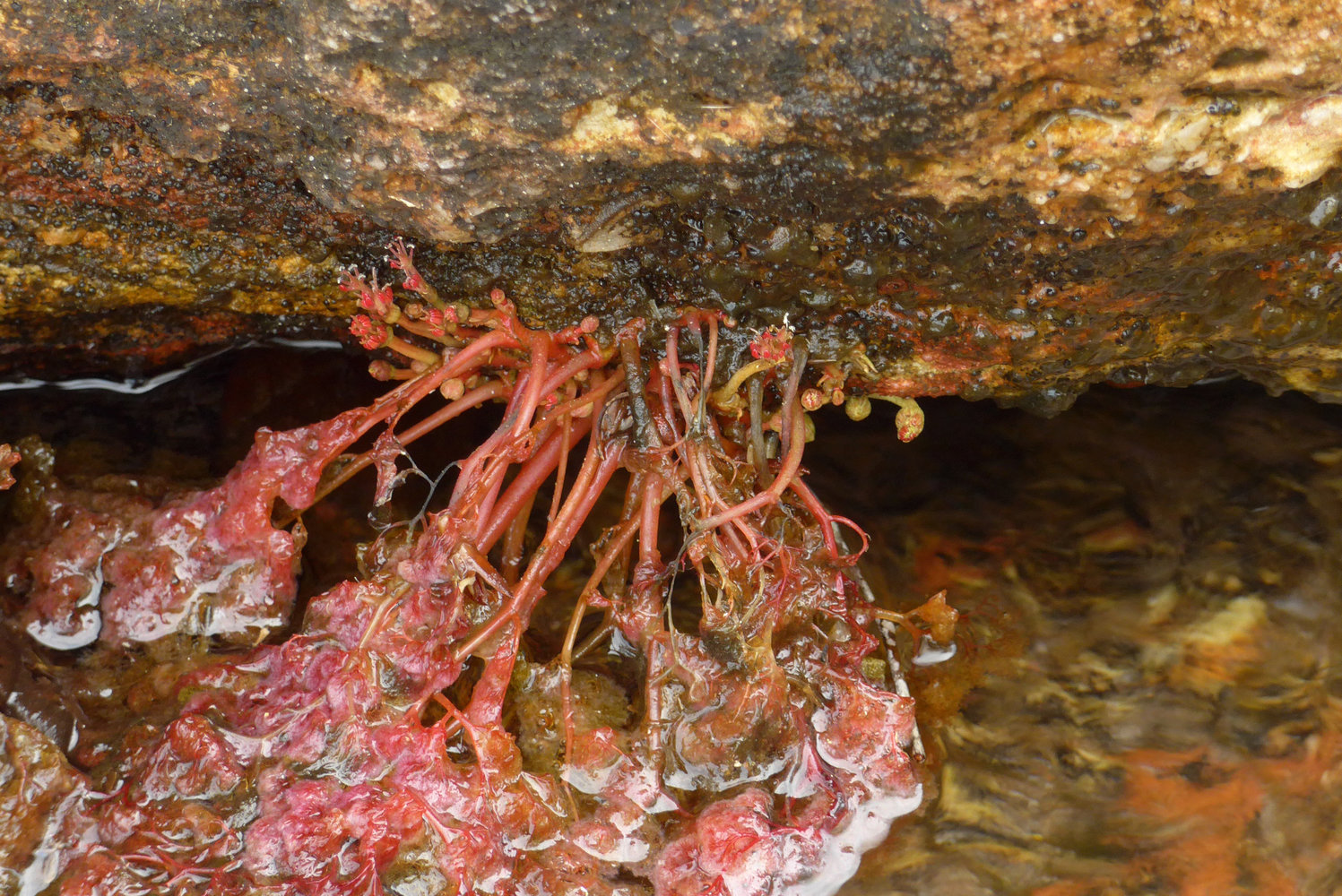 Macarenia Clavigera Plant