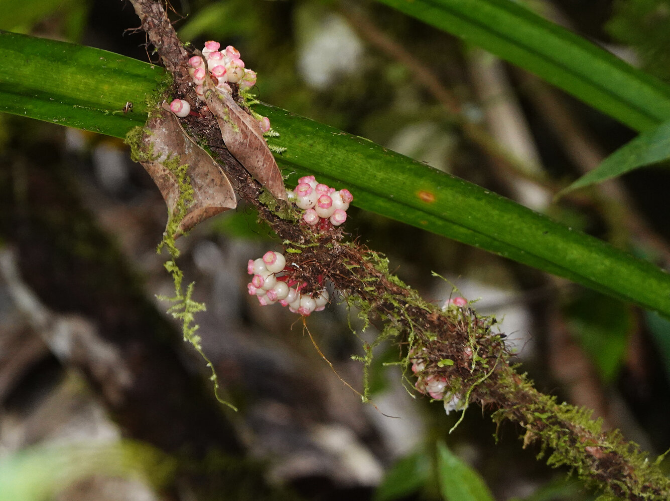 Epiphytes 3 | Page 2 | Vertical Garden Patrick Blanc