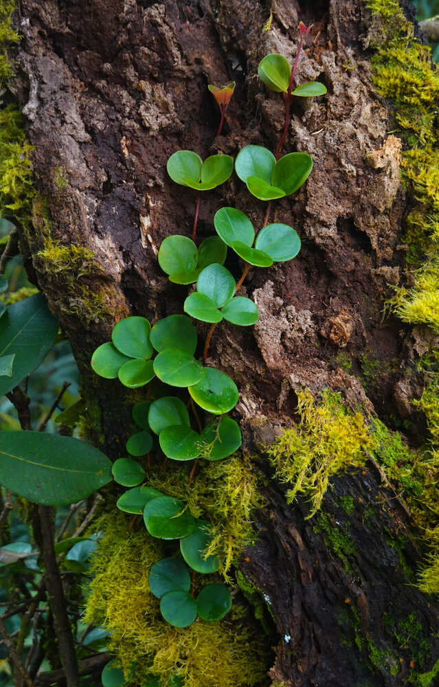 Epiphytes 3 | Vertical Garden Patrick Blanc