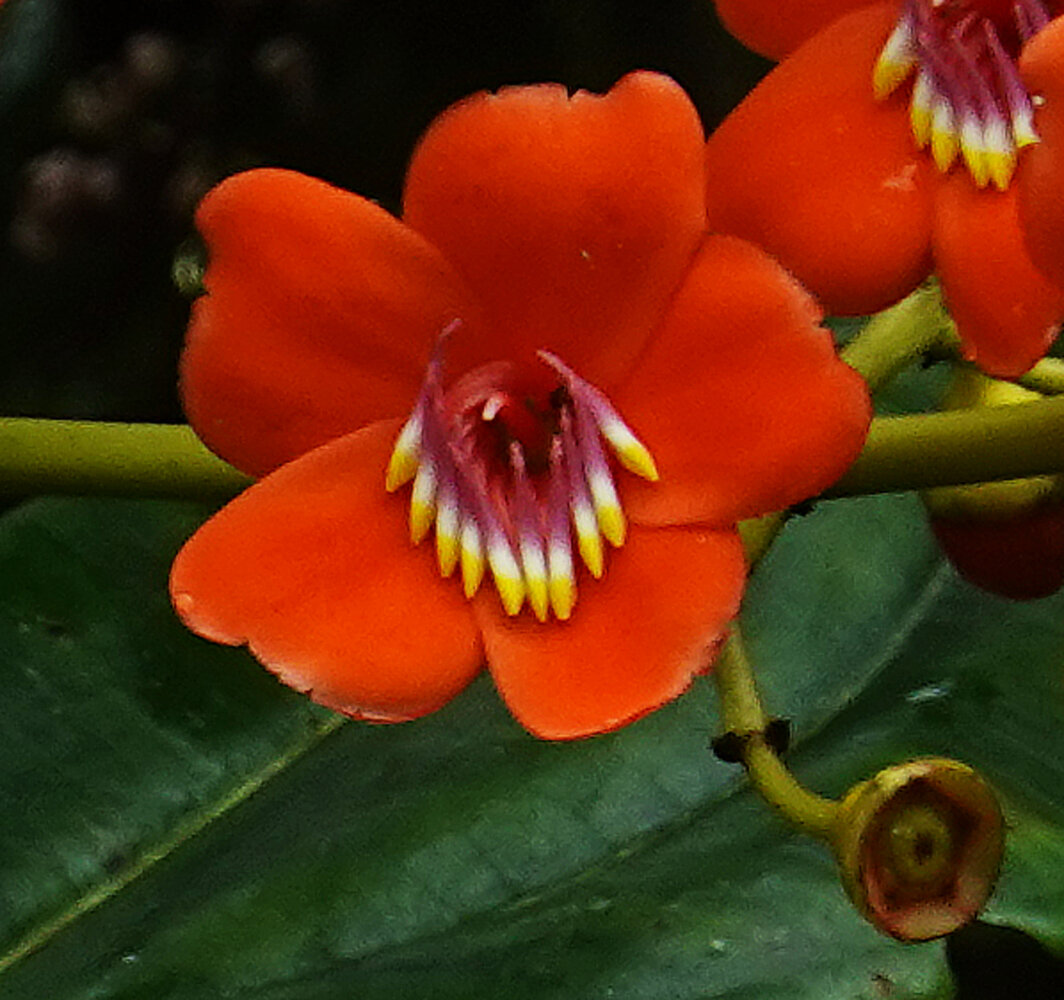 Flowers 3 | Page 2 | Vertical Garden Patrick Blanc