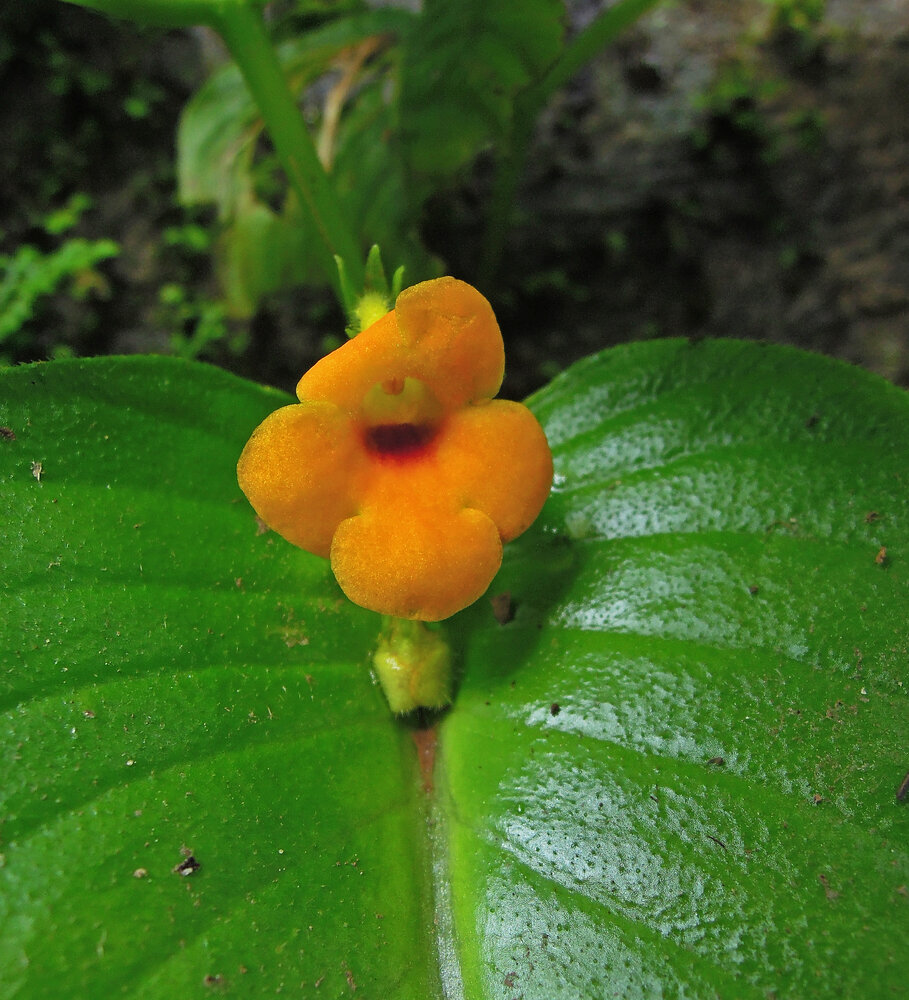 Rocks and Inselbergs 2 | Page 7 | Vertical Garden Patrick Blanc
