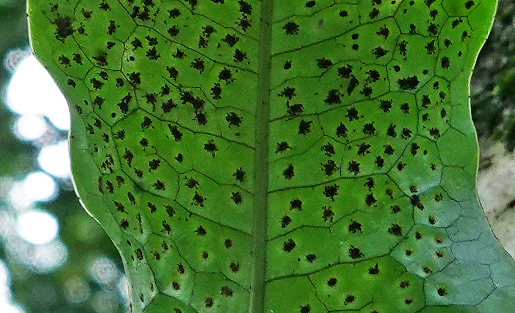 EPIPHYTES 2 | Page 3 | Vertical Garden Patrick Blanc